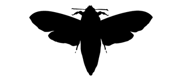 moth + metal – mothmetal